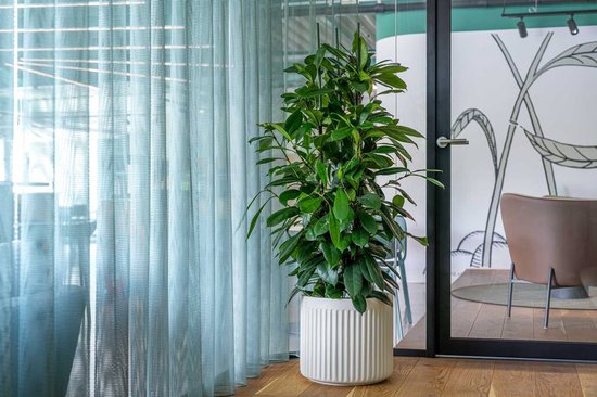 Pottery Pots Bloempot Ionic Turris Low XS, Silk White D 25 cm H 22.5 cm ...