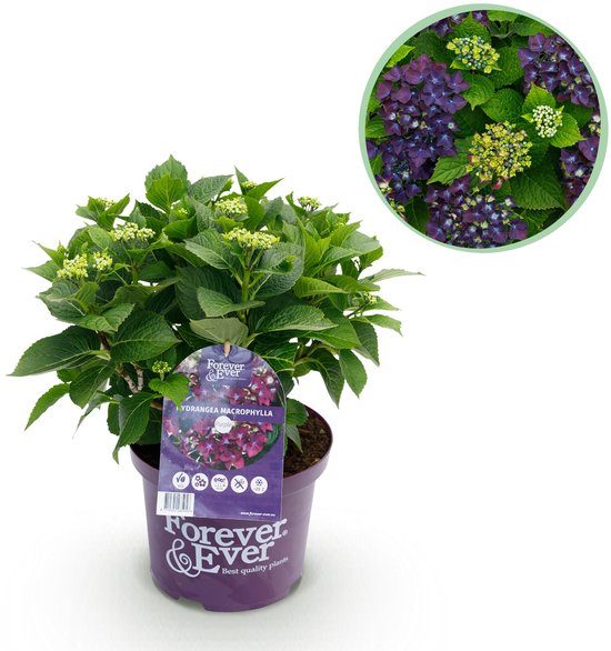 Tuinplantenshop.com | Hortensia - Hydrangea Forever & Ever - Paars - 7 ...