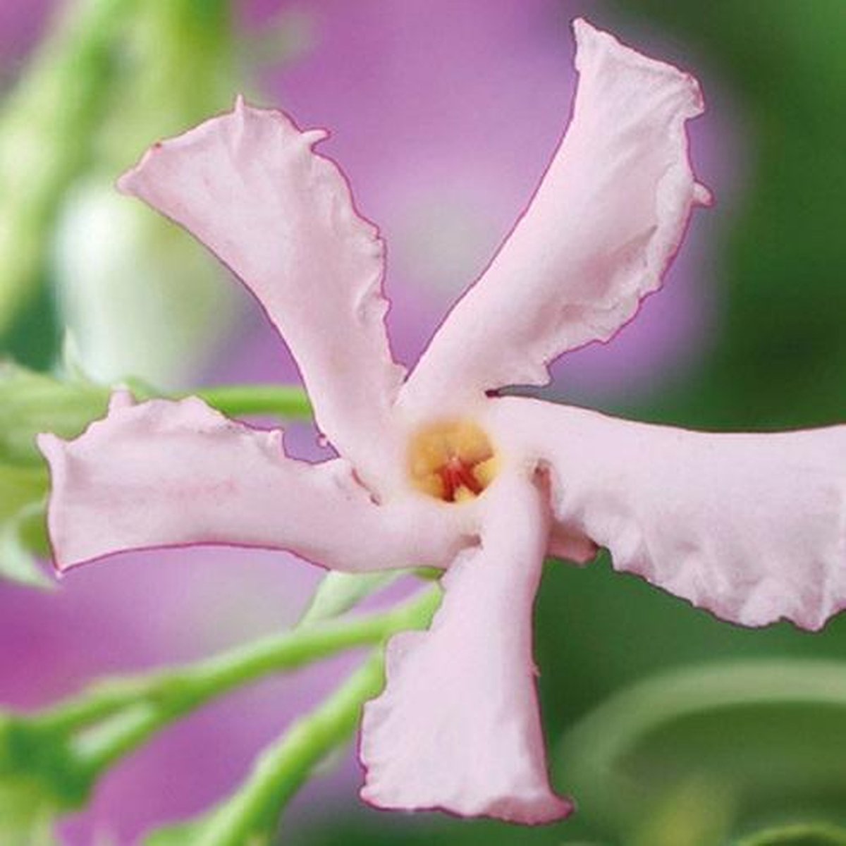 Roze Toscaanse Jasmijn / Star of Sicily (Pink Air) - Klimplant | Roze ...