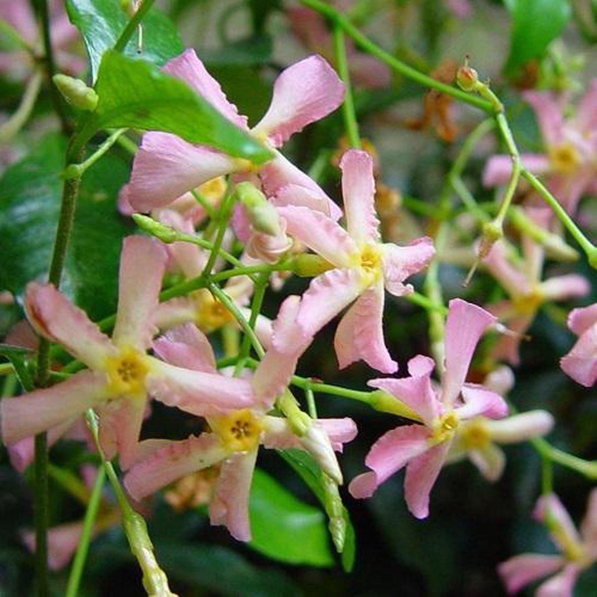 Roze Toscaanse Jasmijn / Star of Sicily (Pink Air) - Klimplant | Roze ...
