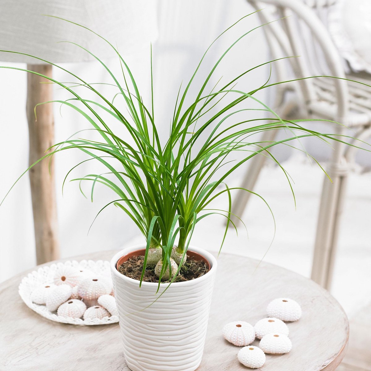 Pied d'éléphant Beaucarnea Recurvata - ↑ 35-45cm - Ø 12cm | bol.com