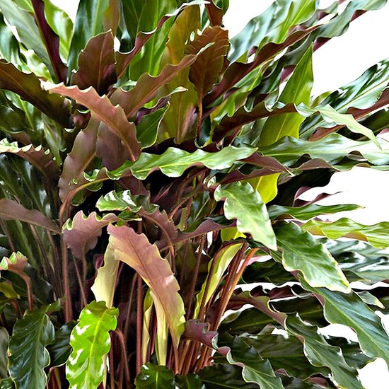 Calathea 'Rufibarba Elger Grass' - Luchtzuiverende Calathea ...