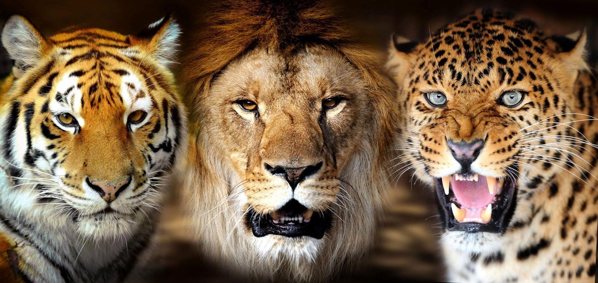 bol.com | Volledige Nederlandse Productie! │ Diamond Painting │ Tijger ...