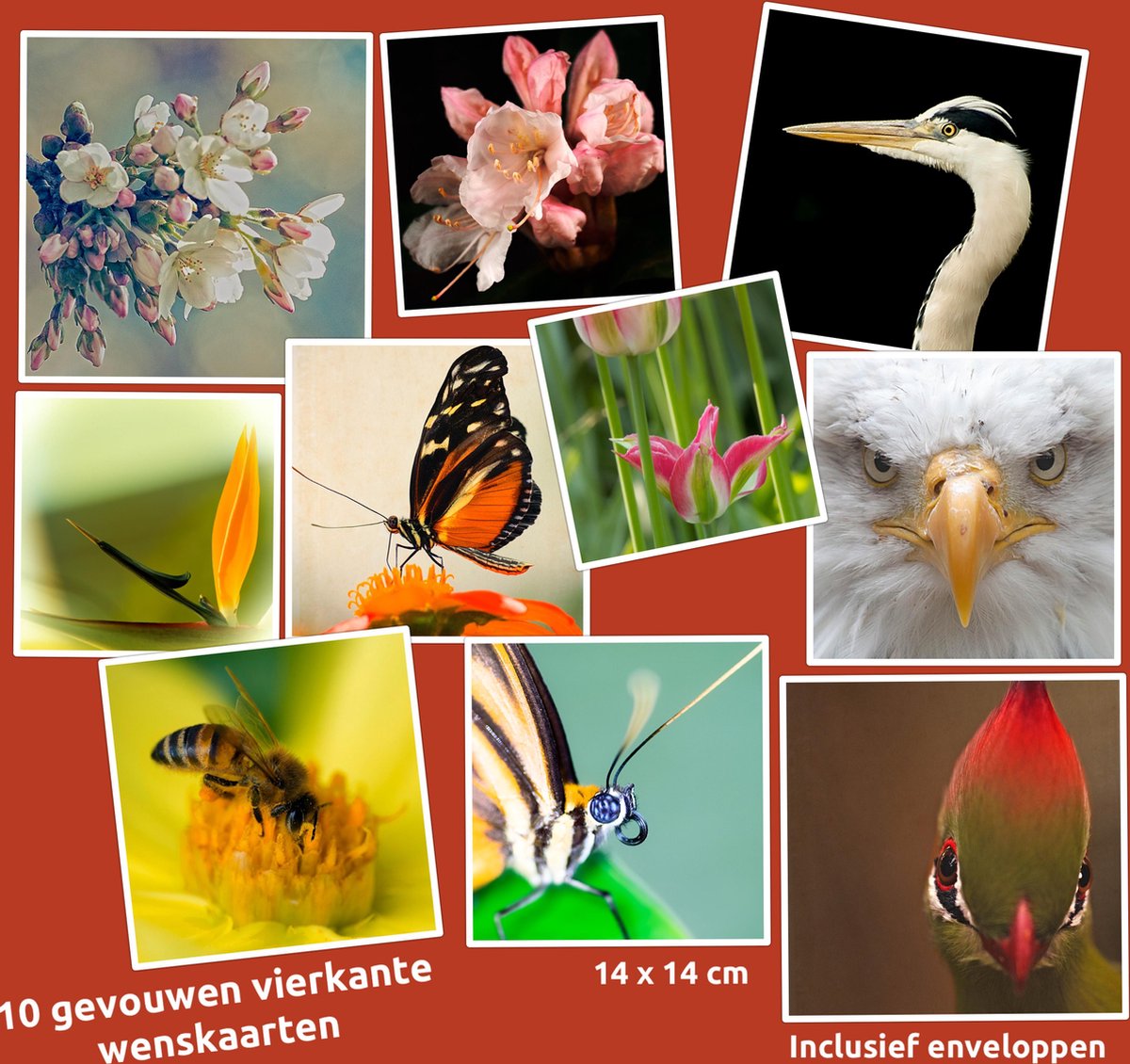 Set blanco gevouwen wenskaarten 10 stuks | bol.com