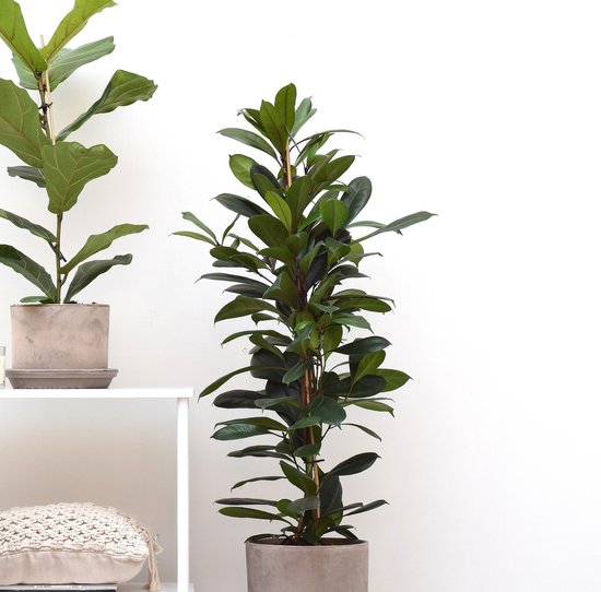 Ficus Cyathistipula in pot - 100cm | bol.com