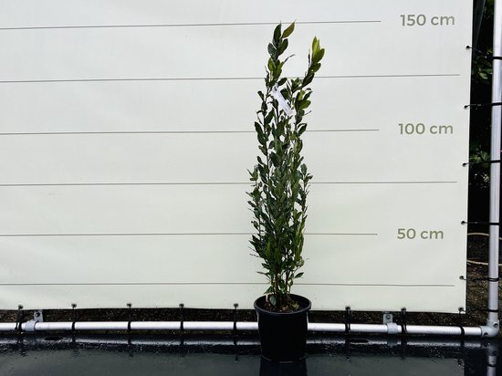 Laurier - struik - hoogte 100 cm | bol