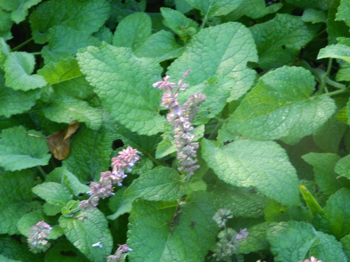 6 x Salvia Sclarea - Muskaatsalie pot 9x9cm | bol.com