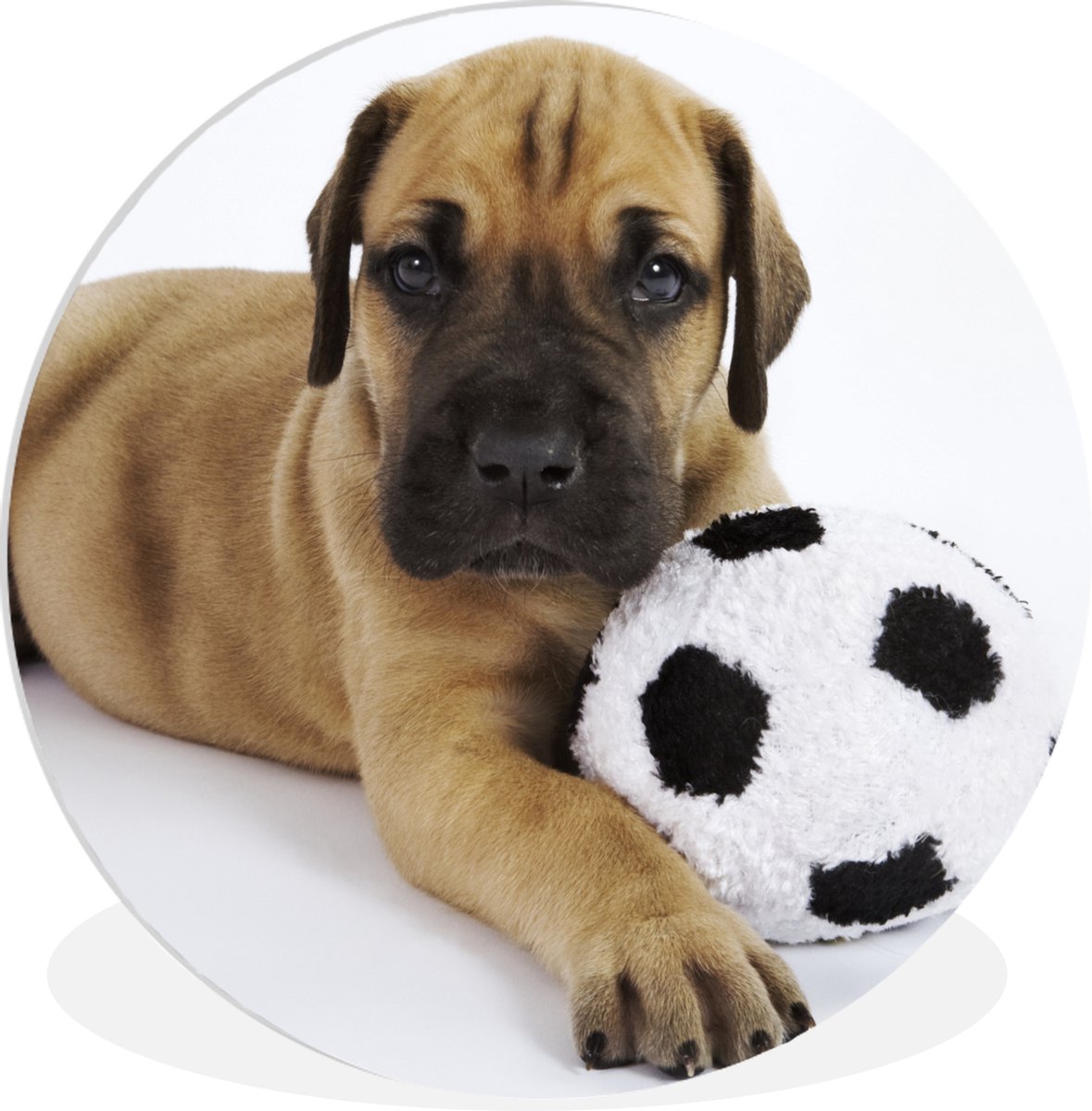 Wall Circle - Wall Circle Indoor - Un chiot marron avec un ballon de ...