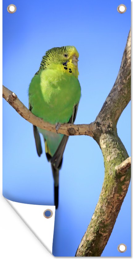 Schuttingposter Groene parkiet met een knalblauwe achtergrond - 100x200 ...