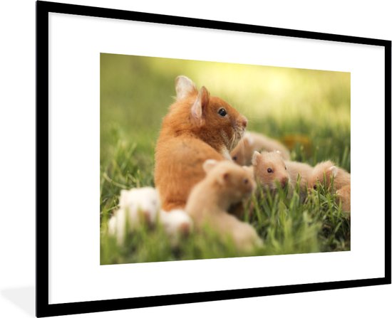 Fotolijst incl. Poster - Rode hamster zit in het gras zijn haar jongen ...