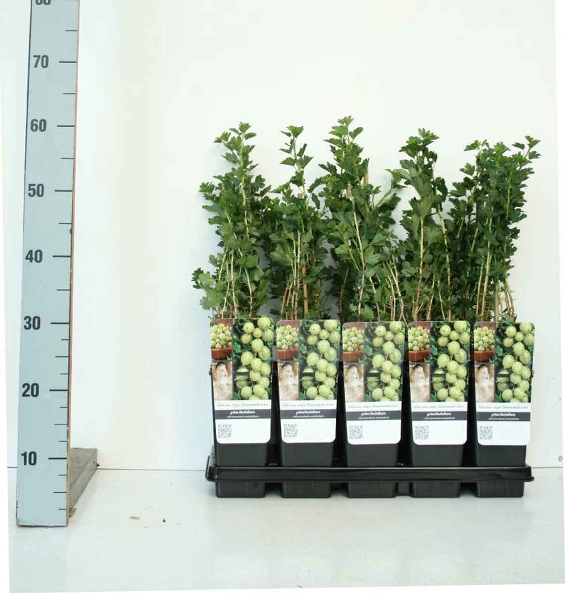 Bessen pakket - 5 soorten fruit - fruitstruik | bol.com