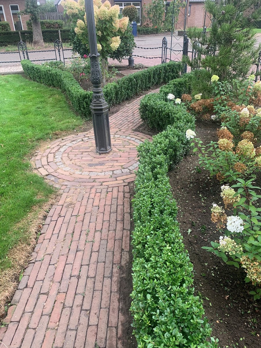 Tip: 140 Stuks Oersterke Ilex crenata - Caroline Upright - 29cm hoog ...