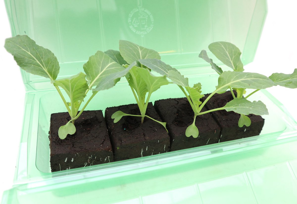 Sla - Groene krulsla - Lollo Verto planten - 10 planten ...