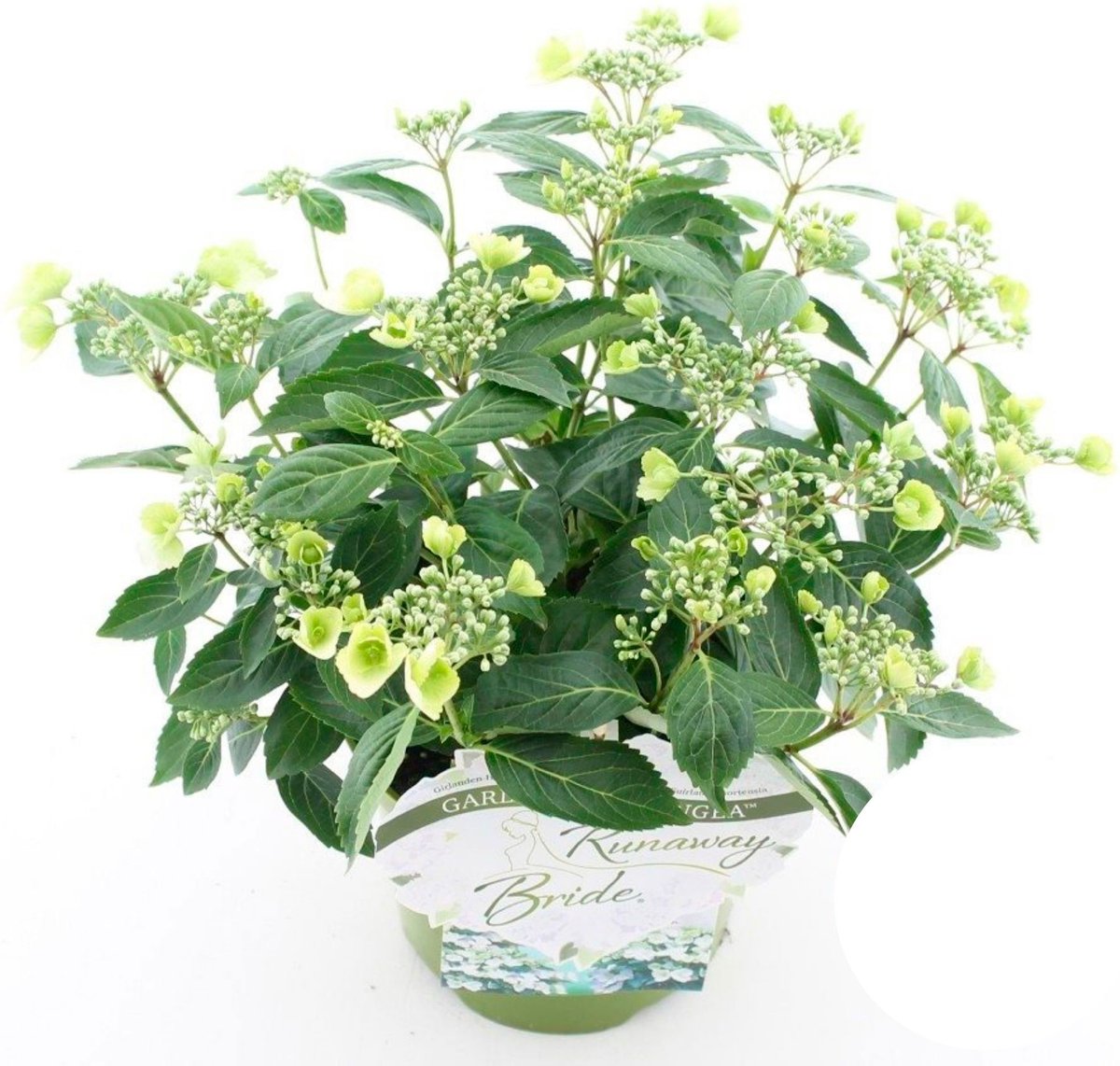 Witte Hortensia „Runaway Bride Snow White | Hydrangea macrophylla ...