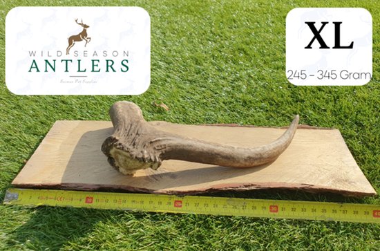 Wild Season Antlers - Hertengewei - Gewei - Antler - Vol Hond - 245-345 ...