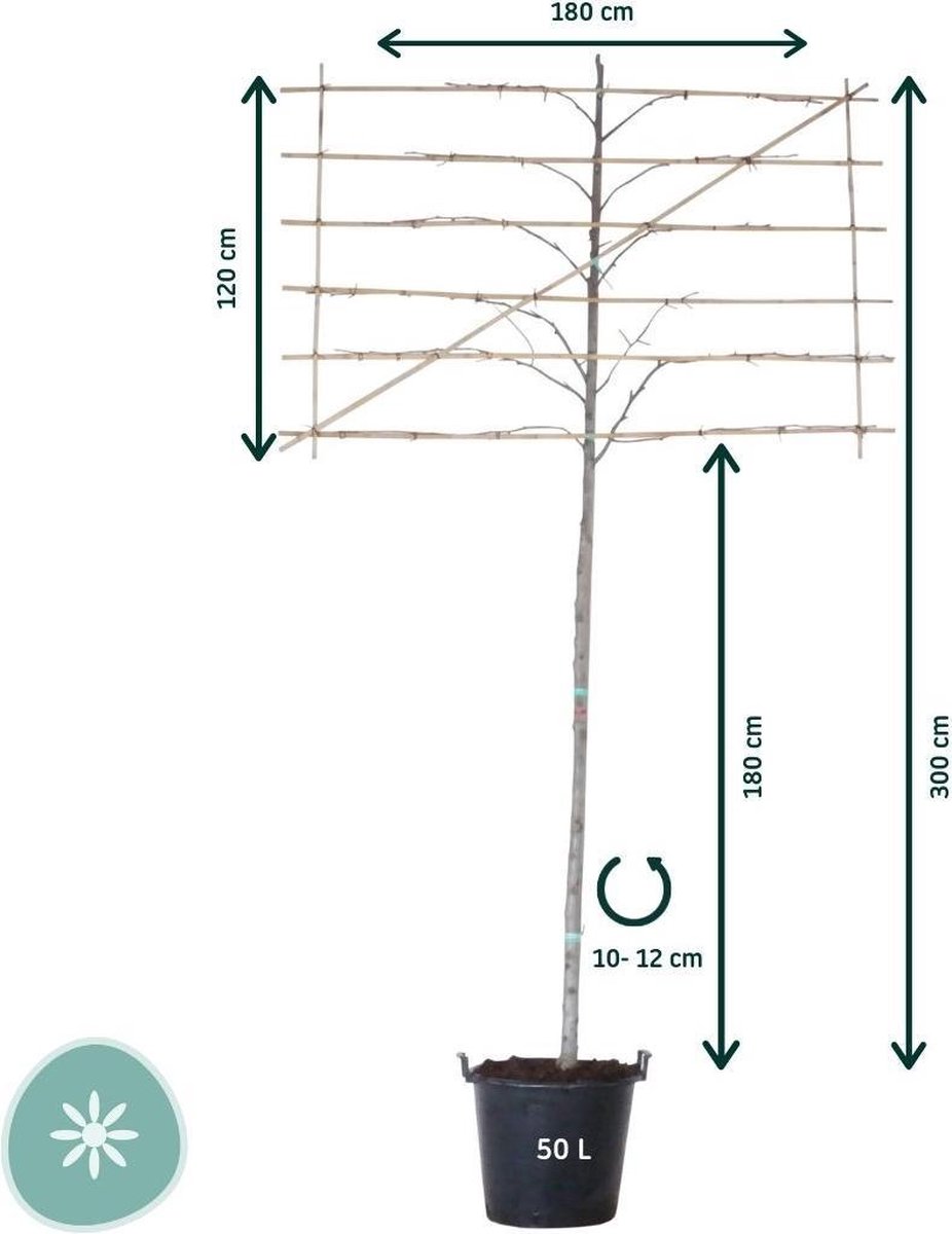Sierpeer Leiboom | bol.com