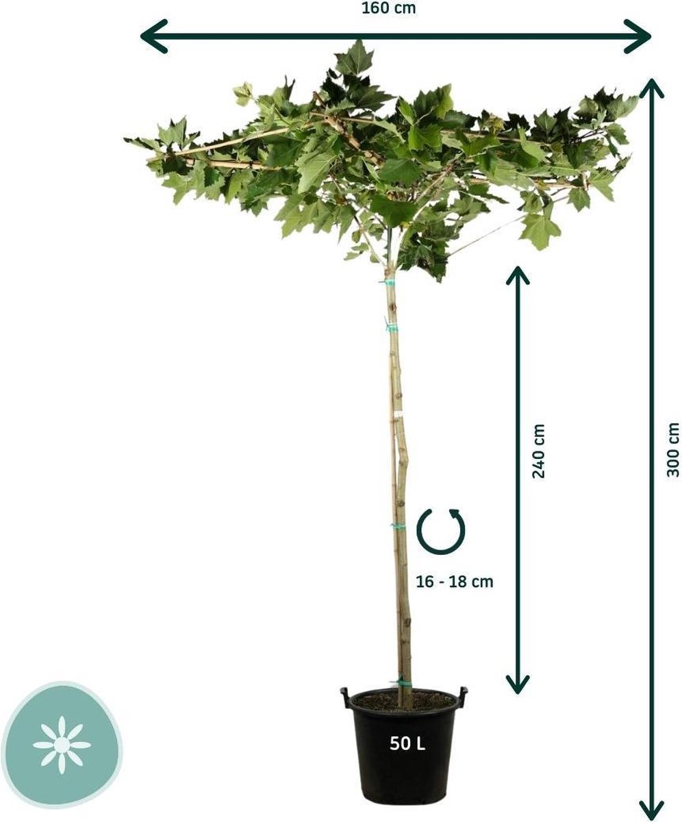 Gewone Plataan | bol.com