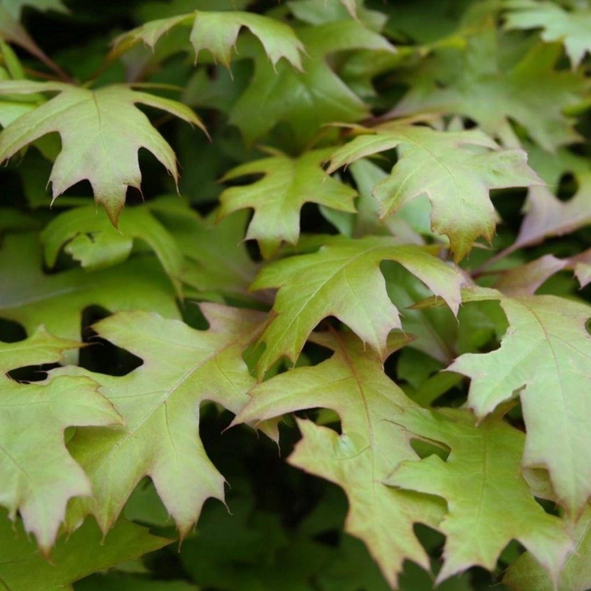 Moeraseik 'Green Dwarf' | bol