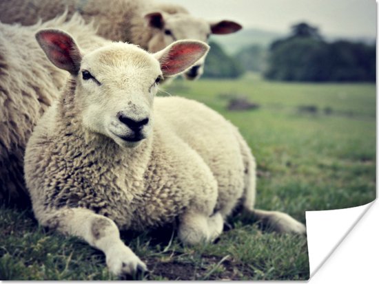 Liggend lam Poster 80x60 cm - Foto print op Poster (wanddecoratie ...