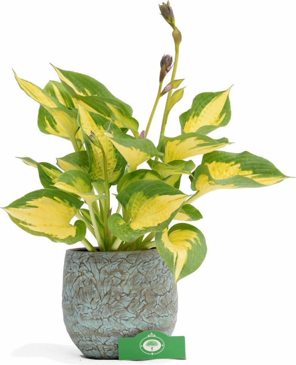 Hosta Forbidden Fruit®, vaste plant, 13 cm pot | bol