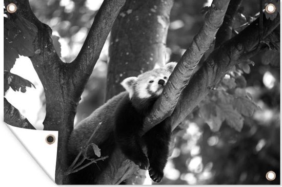 Posters de jardin extérieur Panda roux dans un arbre - noir et blanc ...