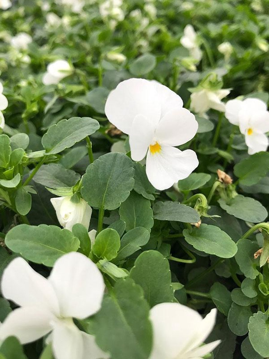 AANBIEDING - viooltjes - viool - winterhard - witte tinten - 1 volle ...