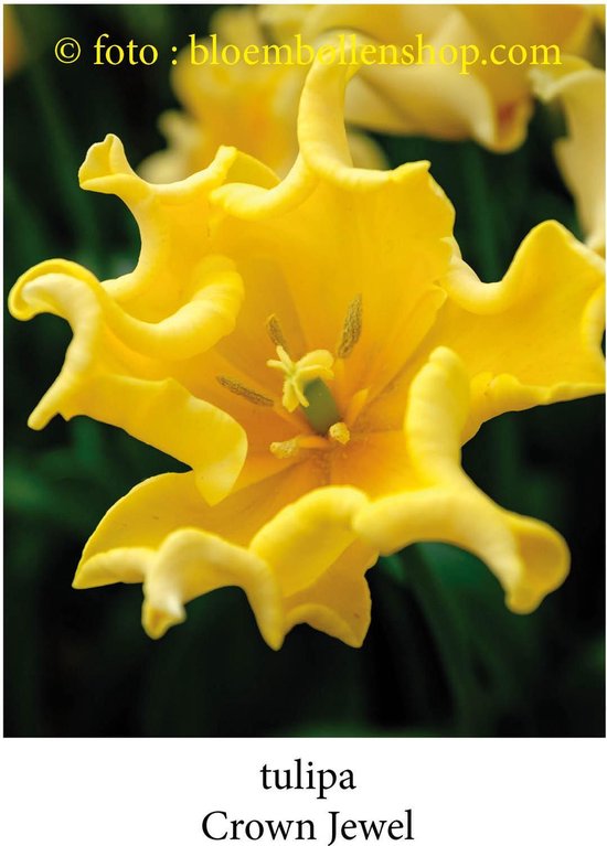 tulp Crown Jewel 25 bollen maat 12/+ tulpen bloembollen | bol