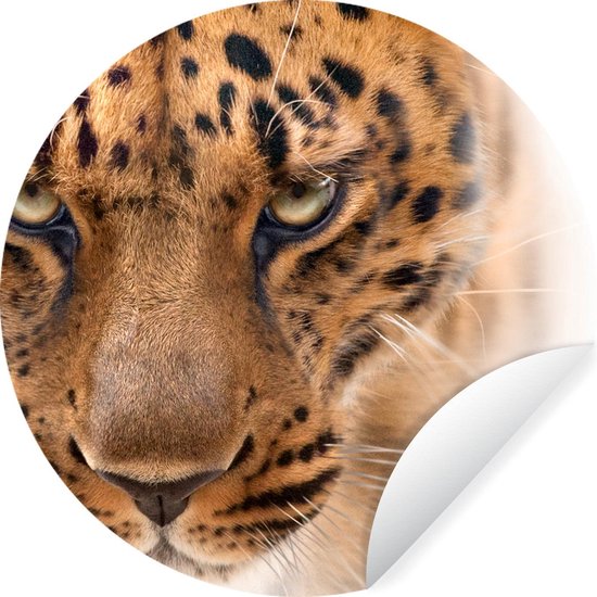 WallCircle - Muurstickers - Behangcirkel - Luipaard - Portret - Ogen - 30x30 cm -... | bol.com