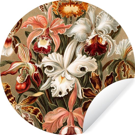 WallCircle - Muurstickers - Behangcirkel - Orchidee - Ernst Haeckel - 80x80 cm -... | bol