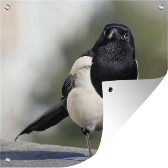 Tuin poster Ekster - Steen - Vogel - 200x200 cm - Tuindoek ...
