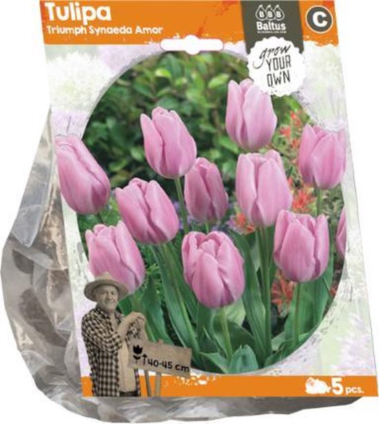 Tulipa Triumph Synaeda Amor (Sp) per 5 | bol.com