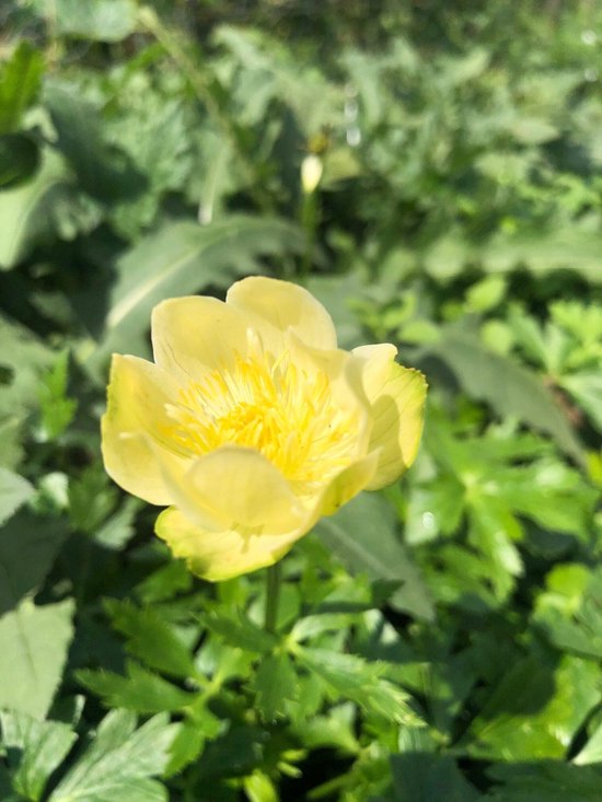 6 x Trollius 'Alabaster' - Globebloem, Kogelboterbloem - P9 Pot (9 x ...
