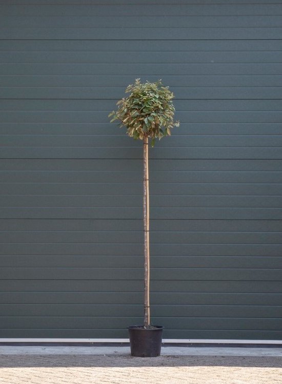 Olijfwilg Bolvorm Elaeagnus ebbingei h 225 cm st. omtrek 8 cm st. h ...