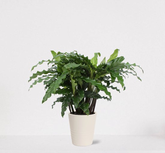 Calathea Blue Grass in sierpot Babe Wit – luchtzuiverende kamerplant ...