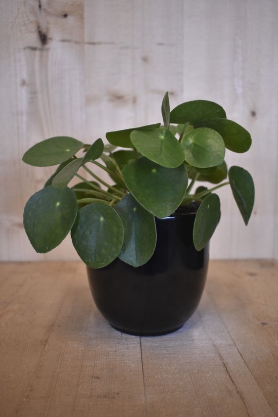 Pilea 'pannenkoekplant' in zwarte pot | bol