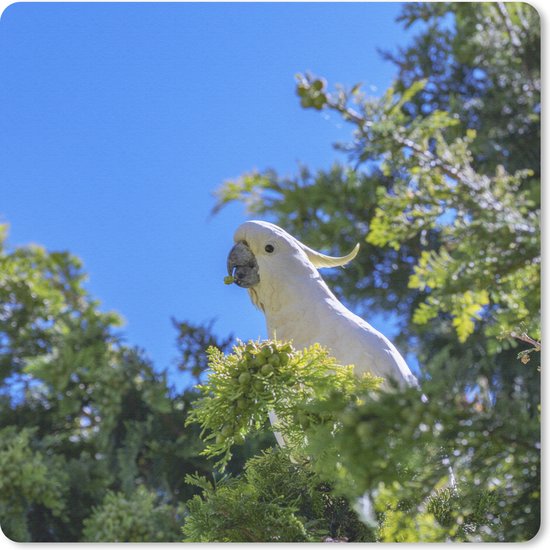 Muismat - Witte kaketoe in een groene boom - 20x20 | bol