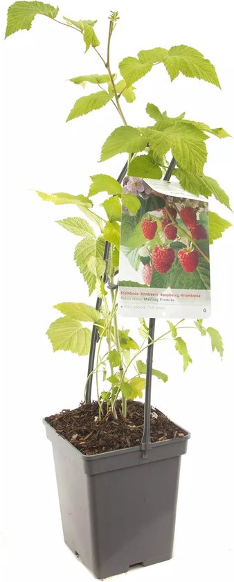 Rubus idaeus Malling Promise | bol.com