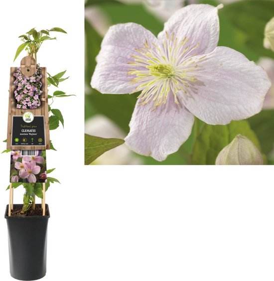 Klimplant Clematis montana Mayleen 75 cmVan der Starre | bol