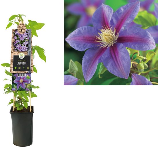 Klimplant Clematis Barbara Jackman 75 cmVan der Starre | bol.com