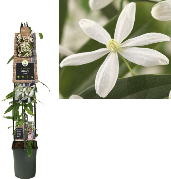 Klimplant Clematis armandii 120 cmVan der Starre | bol.com