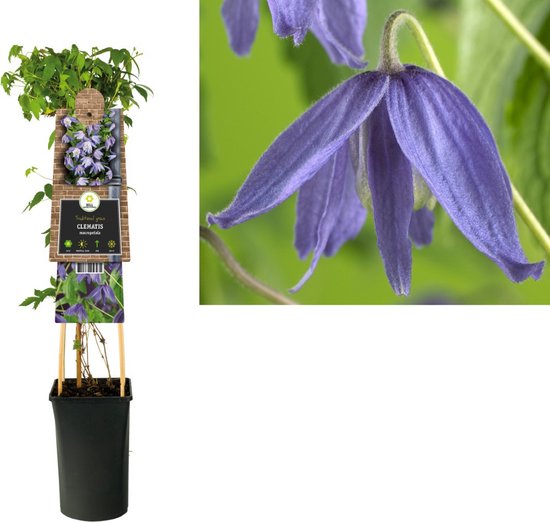 Klimplant Clematis macropetala 75 cmVan der Starre | bol.com