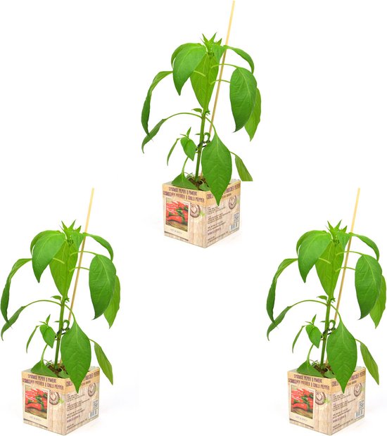Spaanse peper plant - 3 planten - perspot in doosje (10cm) - peperplant ...