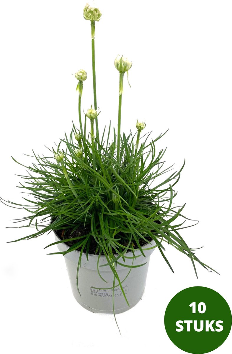 Plant - Engels gras - Armeria maritima - wit - tray à 10 stuks (Ø12cm ...