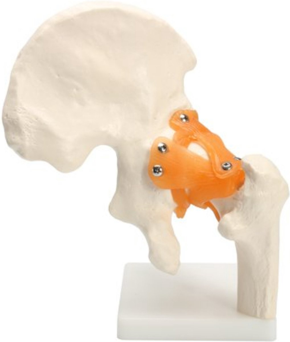 Anatomisch model van de Heup - ware Grootte - met ligamenten - Anatomie ...