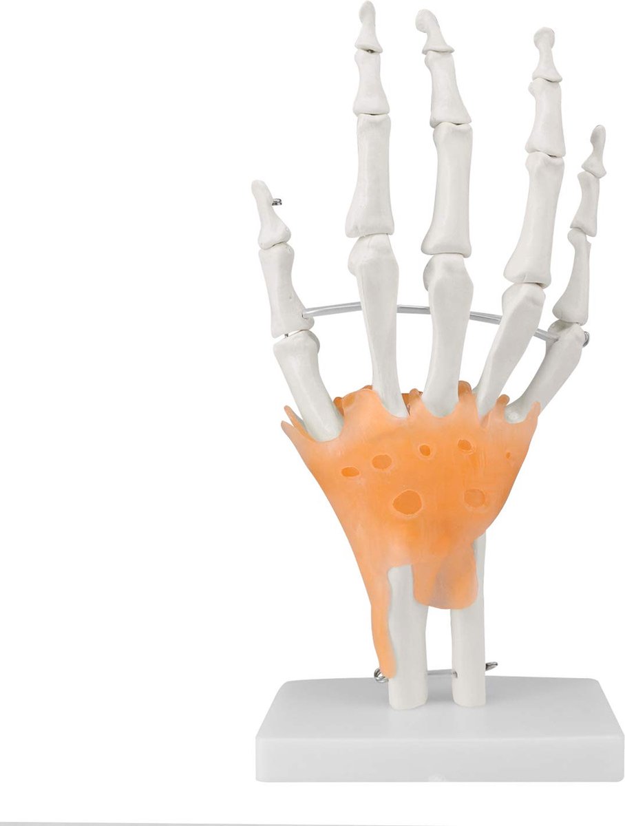 Anatomisch model van de Hand met ligamenten, ware grootte - anatomie ...