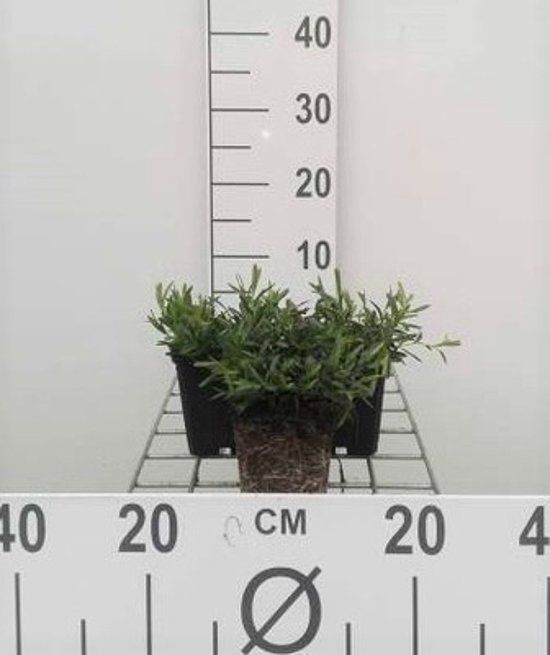 6 x Dianthus deltoides 'Brilliant' - Steenanjer/Zwolse anjer - pot 9 x ...