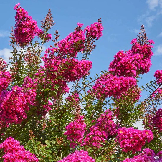 Lagerstroemia indica ‘Pink‘s Perfect Beauty‘ 80-100 cm in pot | bol