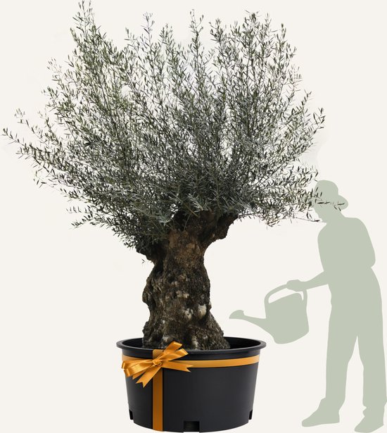 Evergreens - Olijfboom - Olea europaea - 'Bonsai' - 160/180 - Olea ...