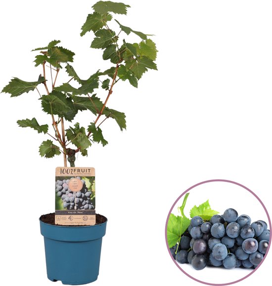 Druivenplant (blauw), Vitis vinifera 'Nero' op stam, hoogte 60-80 cm ...
