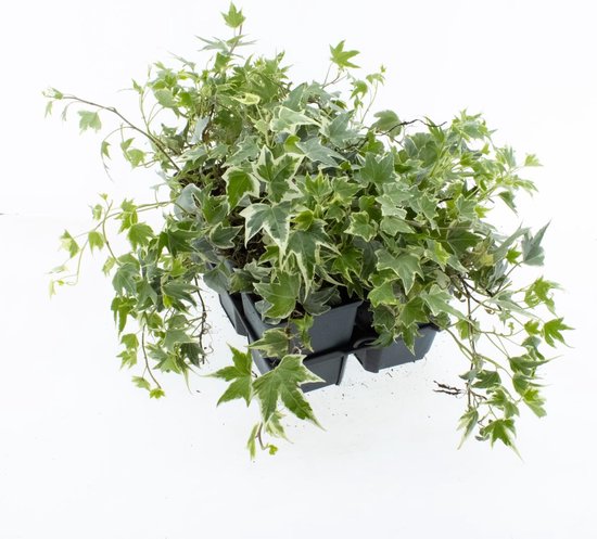 Bodembedekker Witbonte Klimop - 12 Stuks - Hedera helix 'White Ripple ...